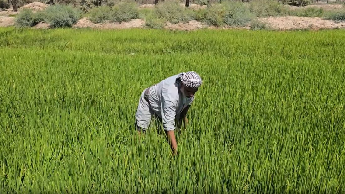Basra successfully cultivates Amber rice using modern irrigation ...