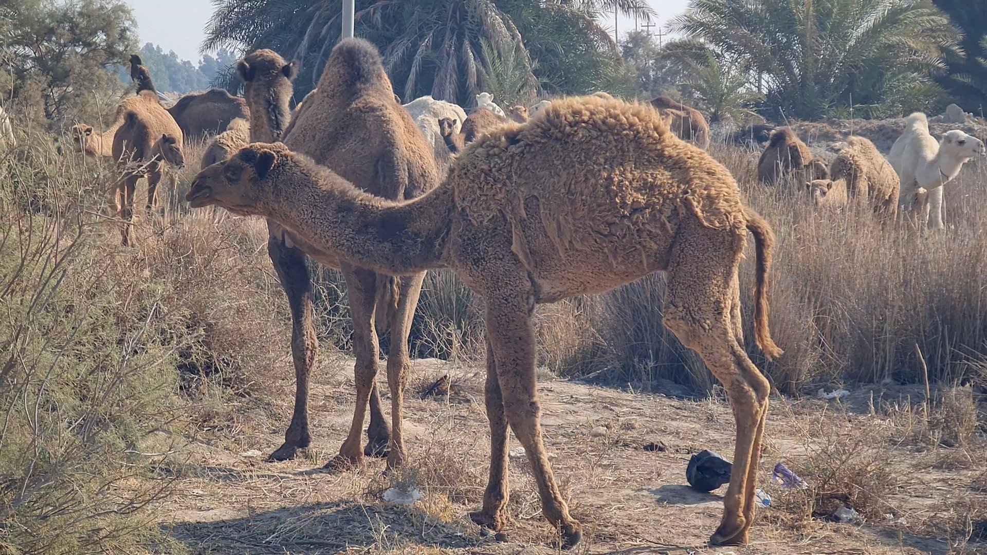 Drought forces Al-Samawah camel herders to abandon traditional grazing ...
