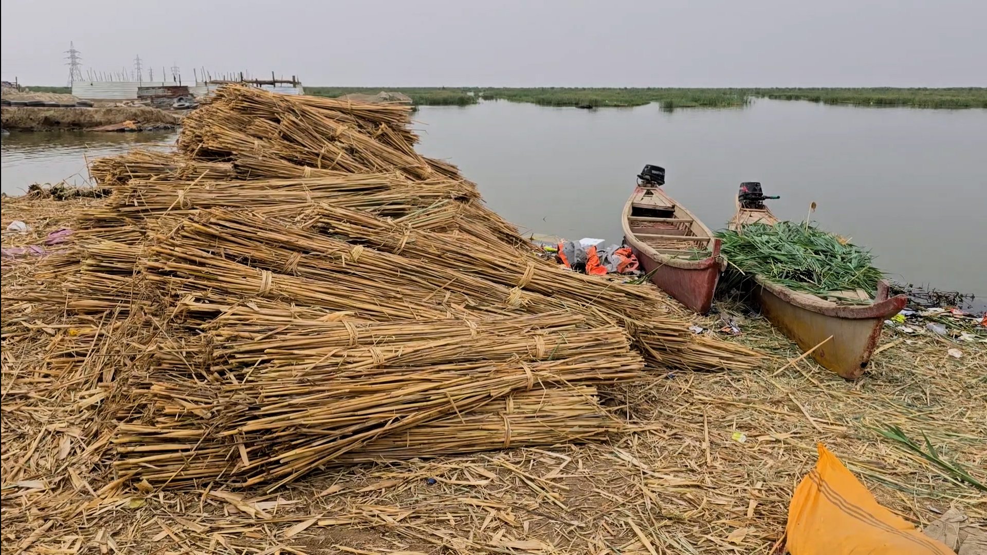 Reed harvesters in Dhi Qar fuel traditional economy across southern ...