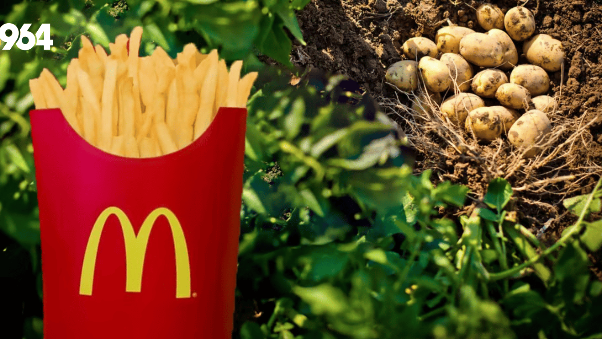 Kurdistan region supplies potatoes to regional McDonald’s branches ...