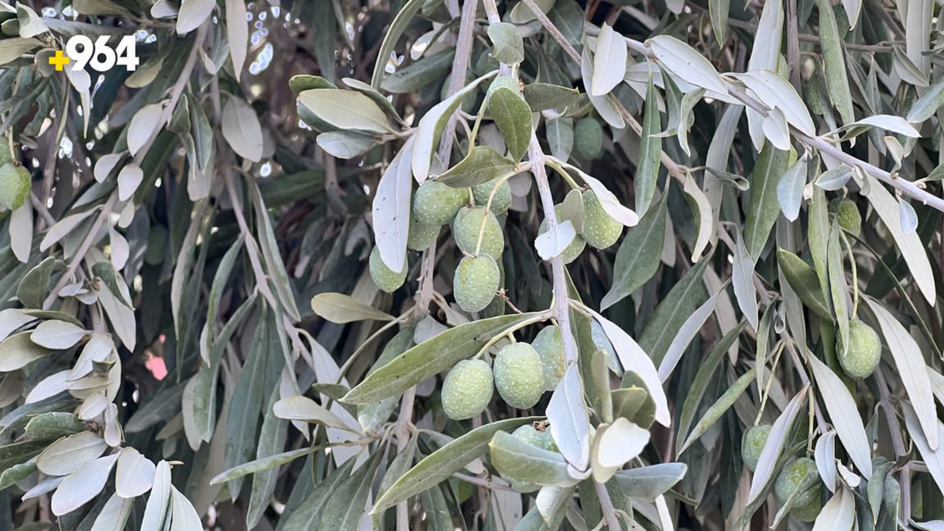 Green olive harvest comes early in Haditha amid unprecedented heatwave ...