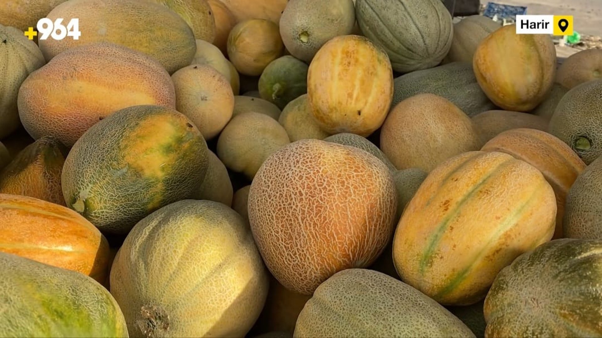 Harvesting of Harir Plain muskmelons begins in Erbil district » 964media