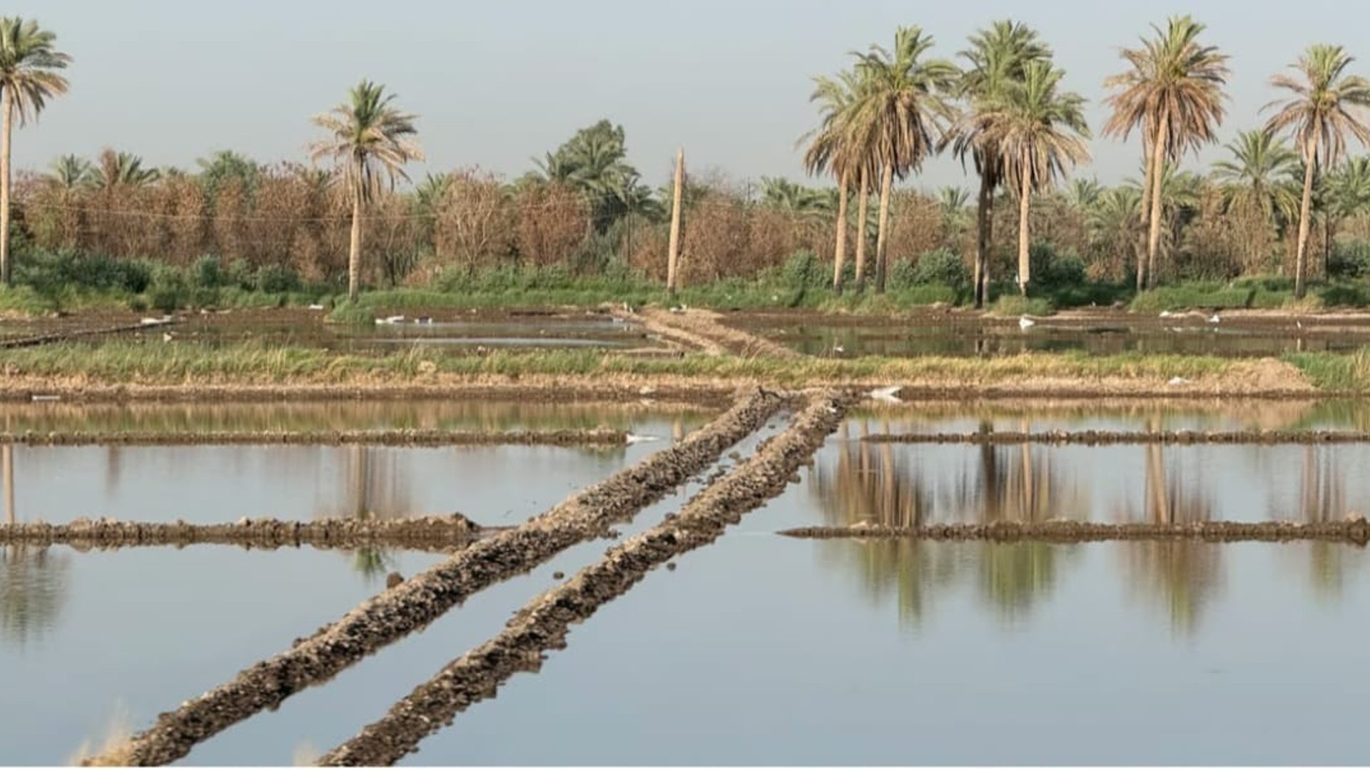 Iraq’s famed amber rice sees significant increase in cultivation » 964media