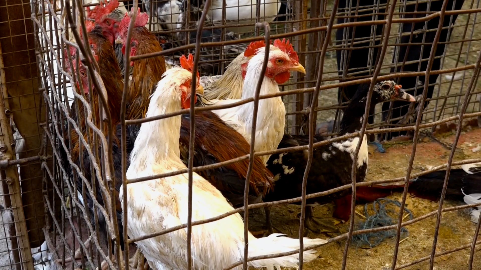 Arab Chicken Market in Souq al-Shuyoukh draws crowds as winter breeding ...