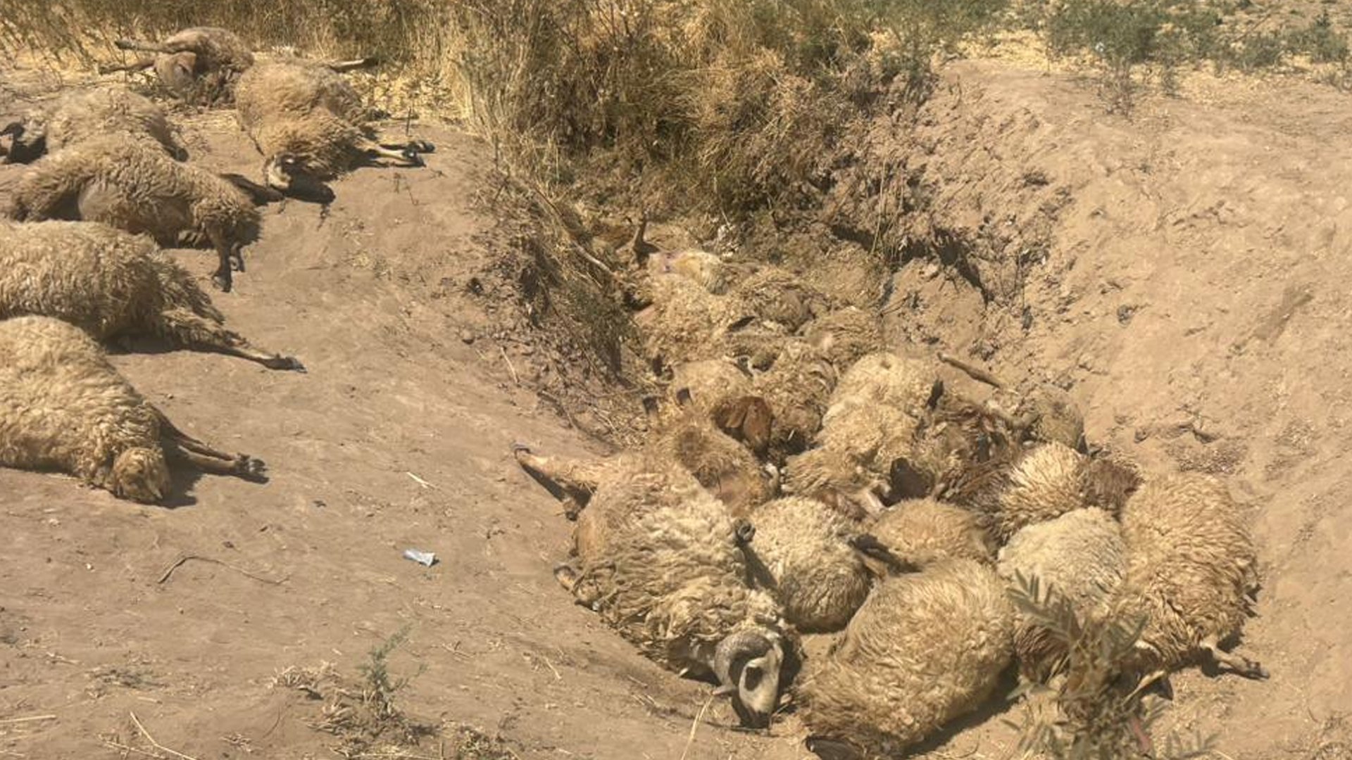 Wolf attack in Baadre kills 200 cattle » 964media