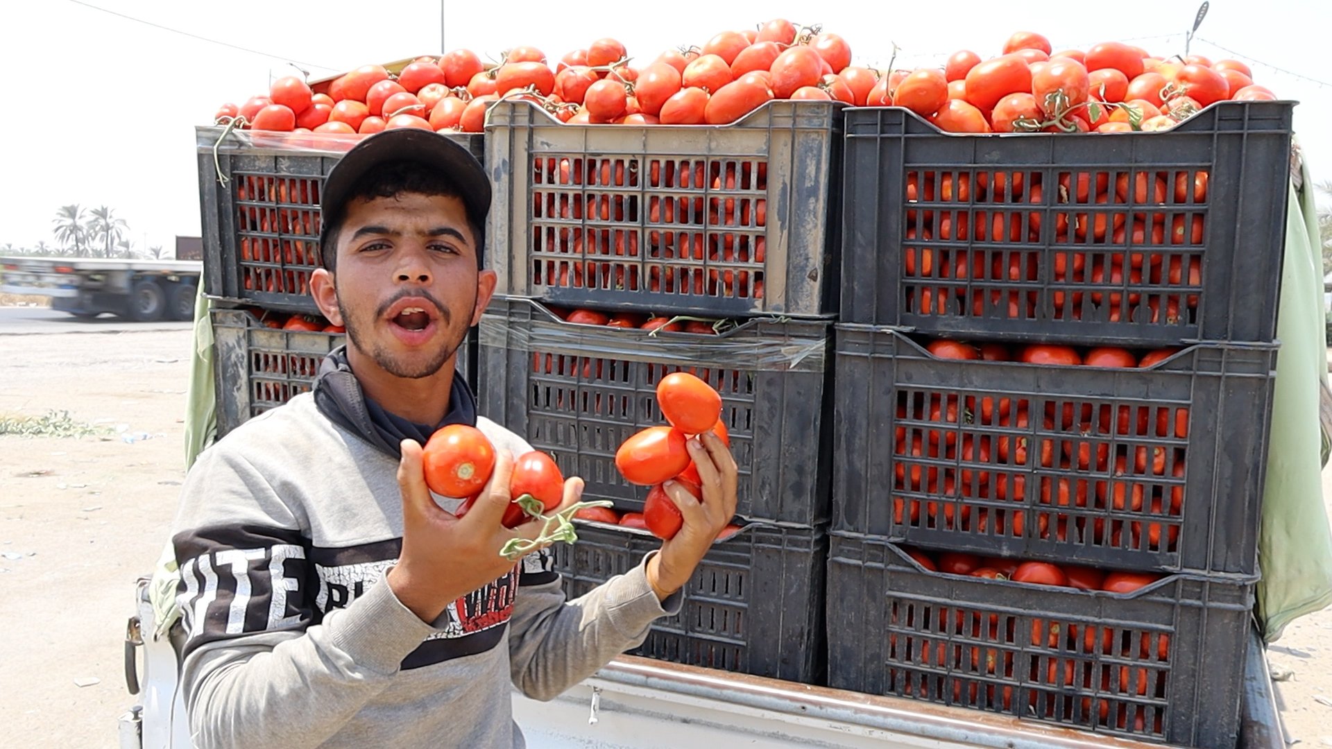 Tomato prices collapse in Iraq, leaving farmers with unsold harvests ...