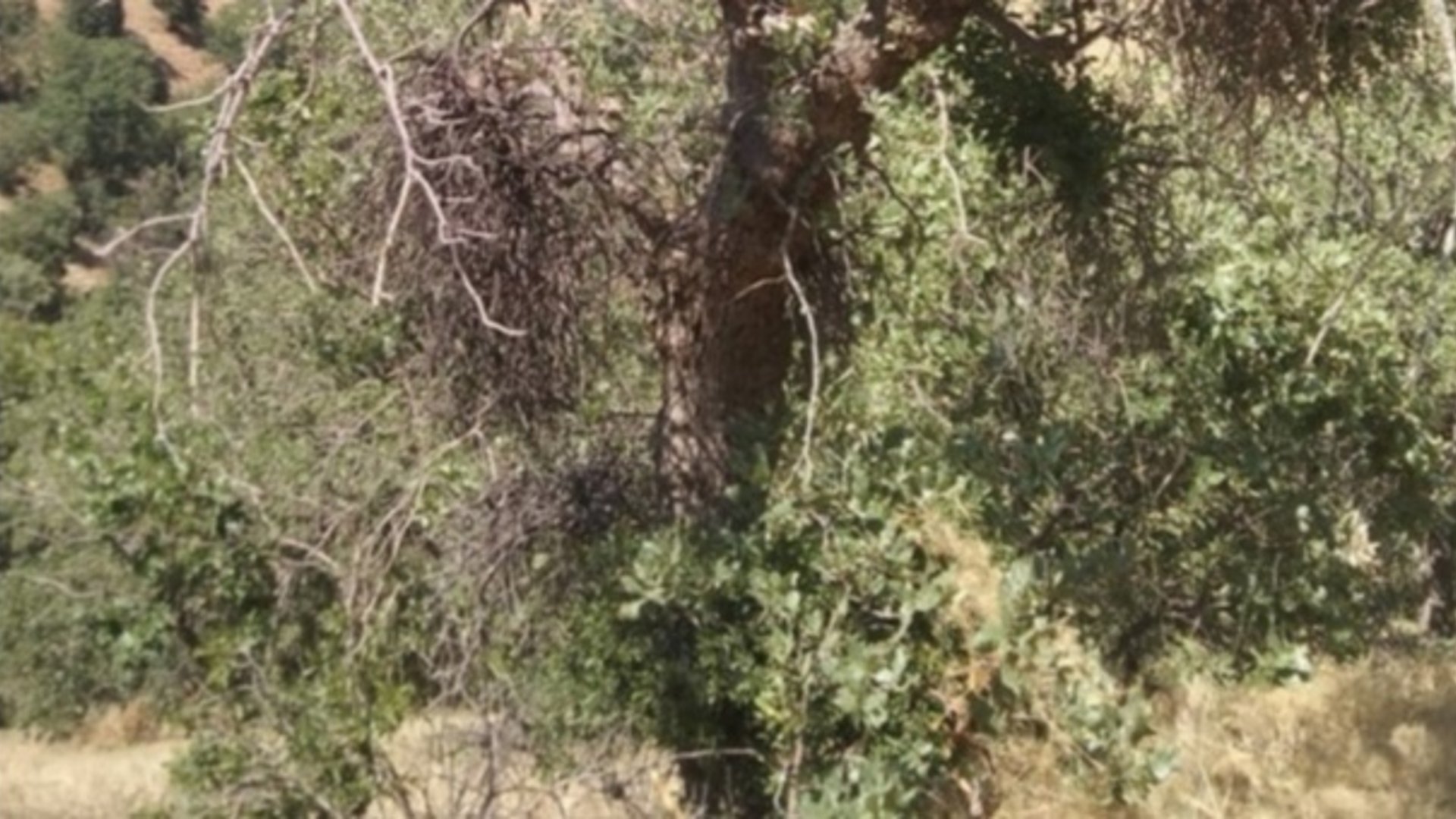 Tree disease plagues villages in Sharbazher district » 964media