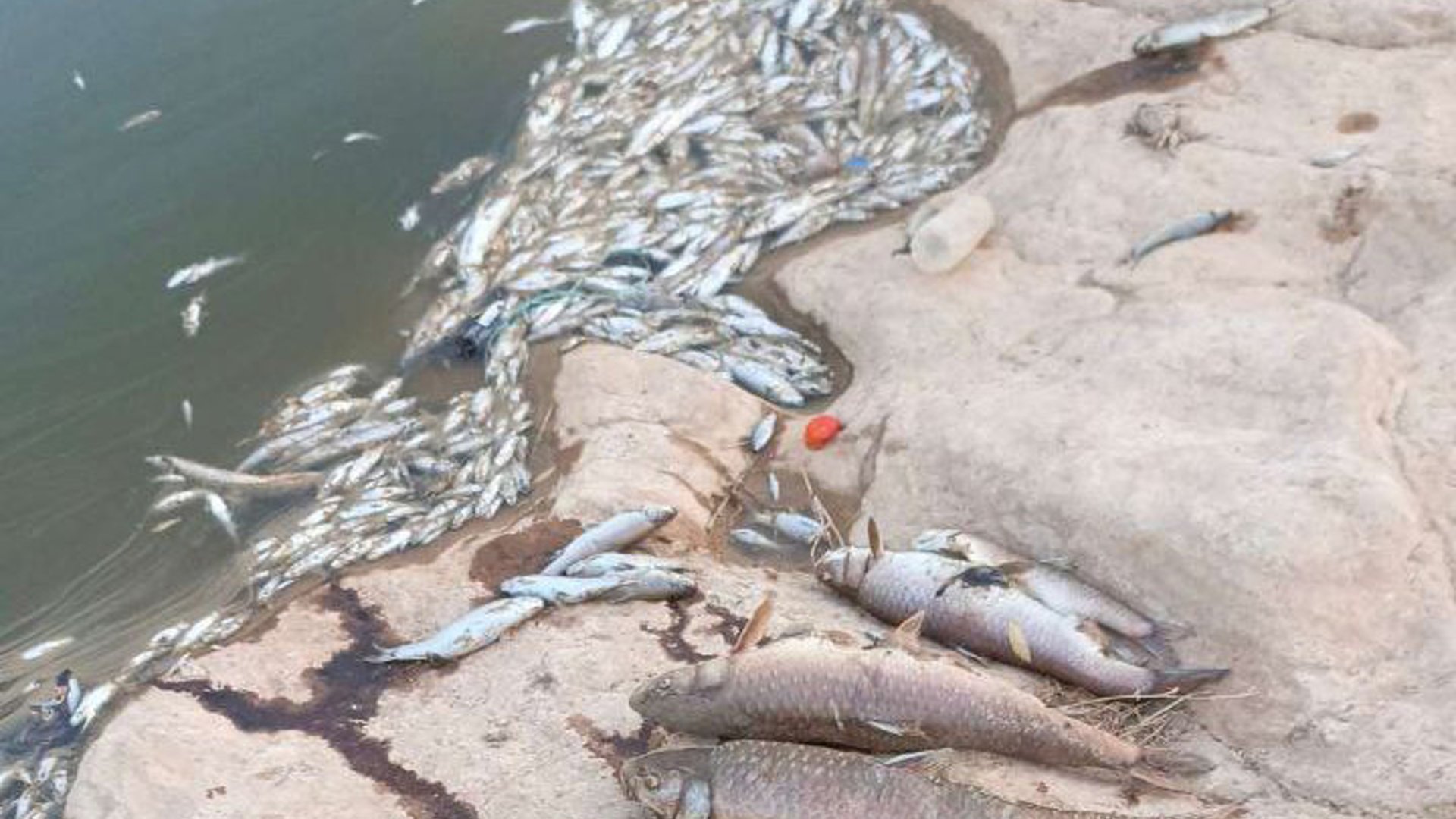 Thousands of fish found dead in Chamchamal pond » 964media
