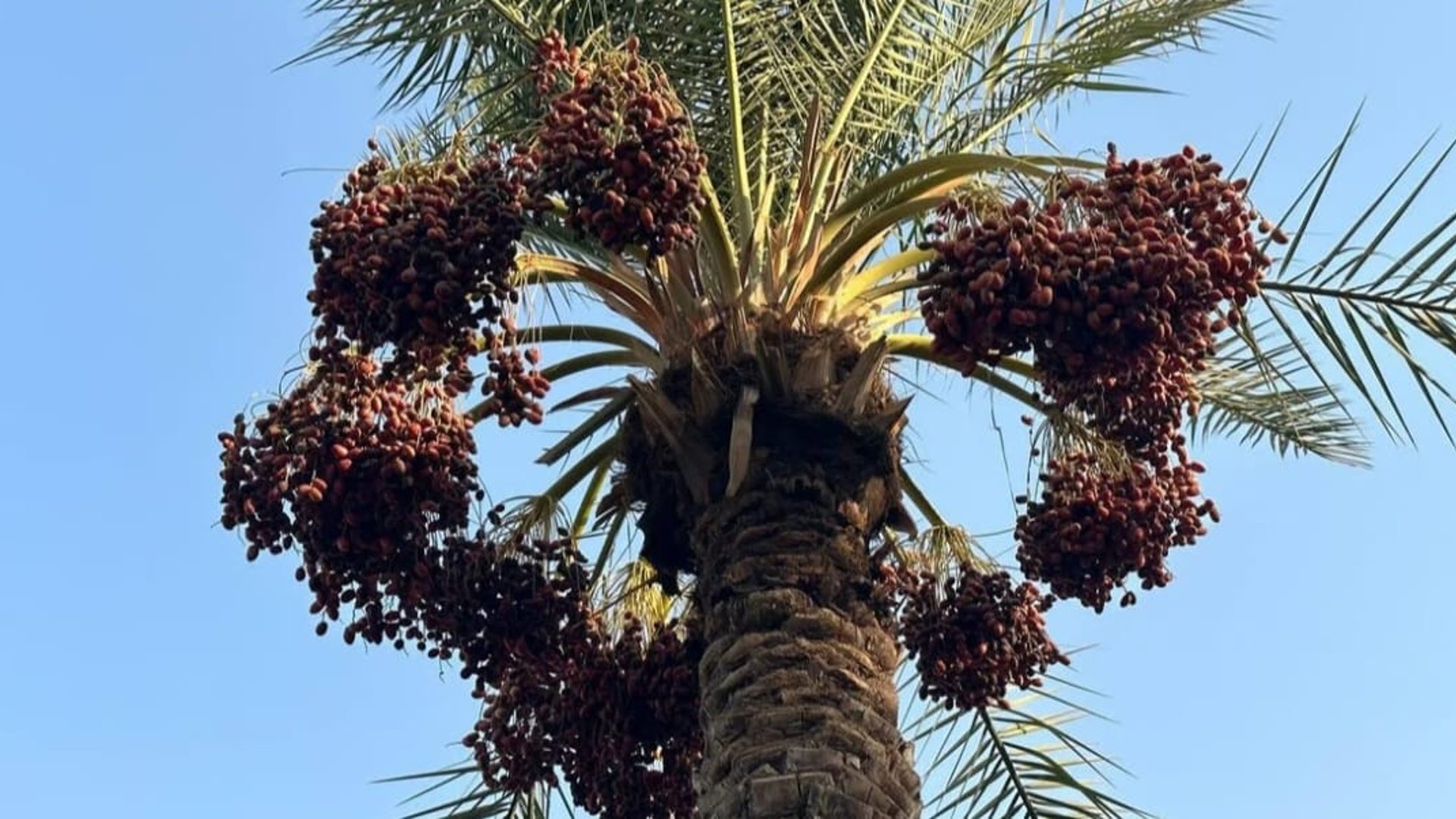 Iraq’s palm tree population exceeds 22 million » 964media