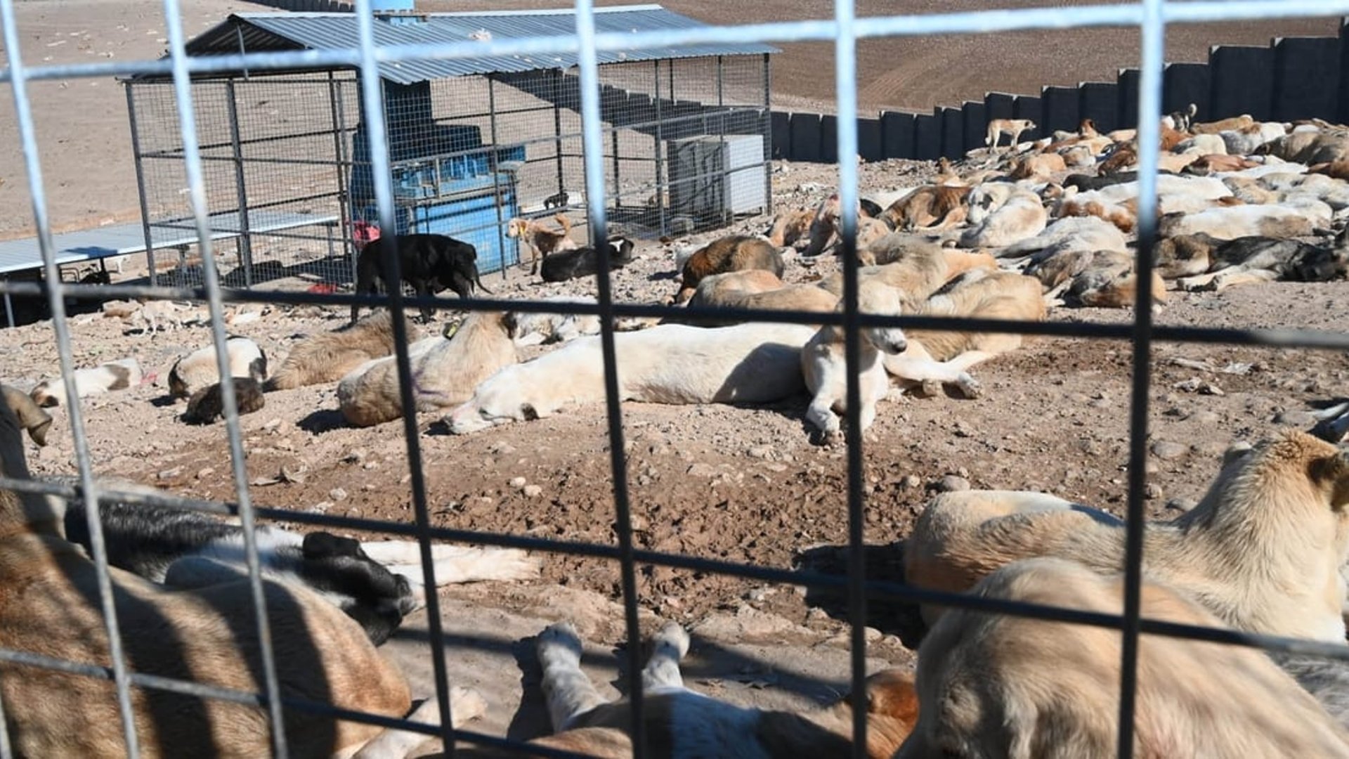 Plans to release spayed stray dogs in Erbil under review » 964media