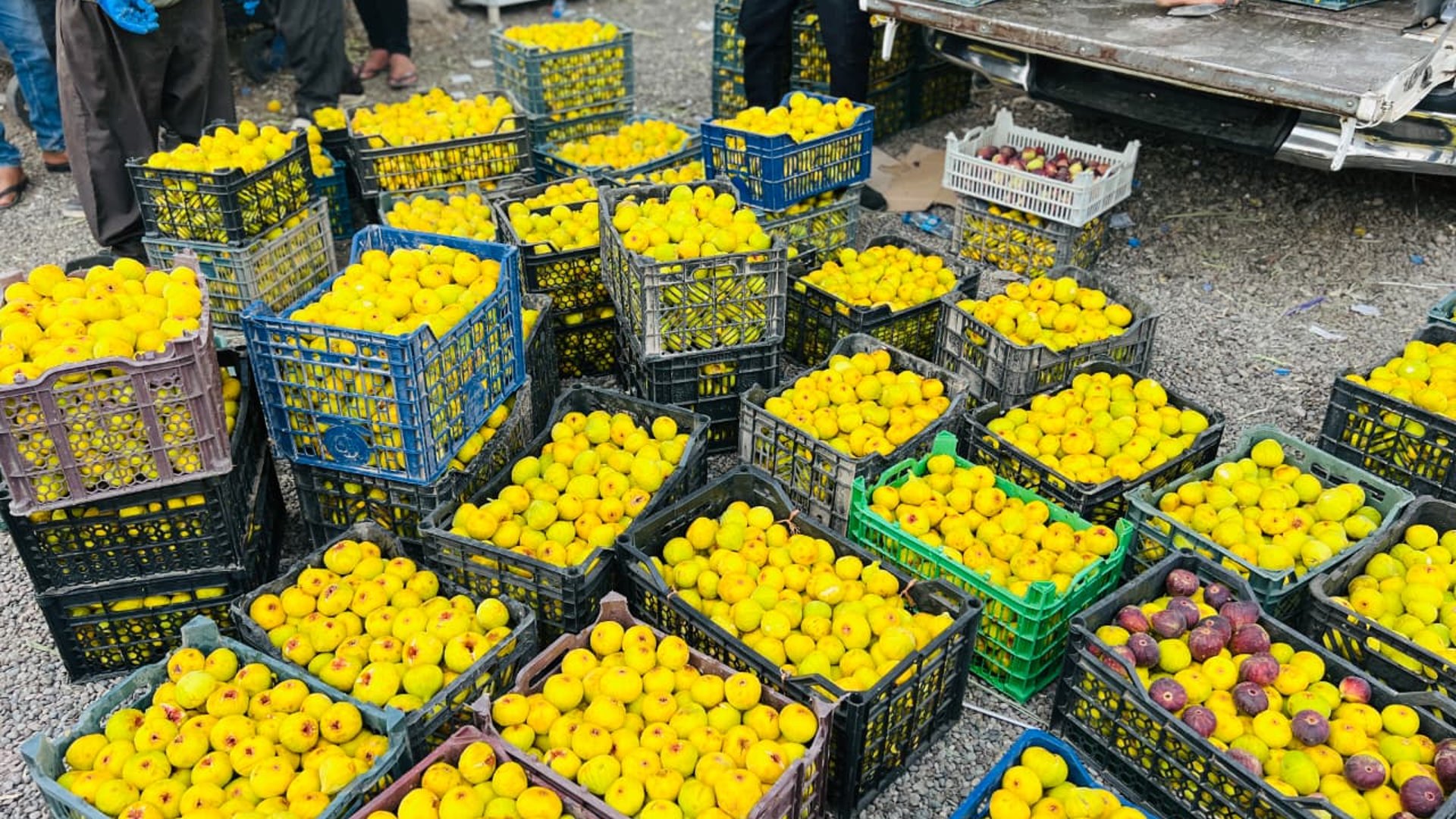 Figs from Taqtaq and Qaranaw draw strong demand in summer market