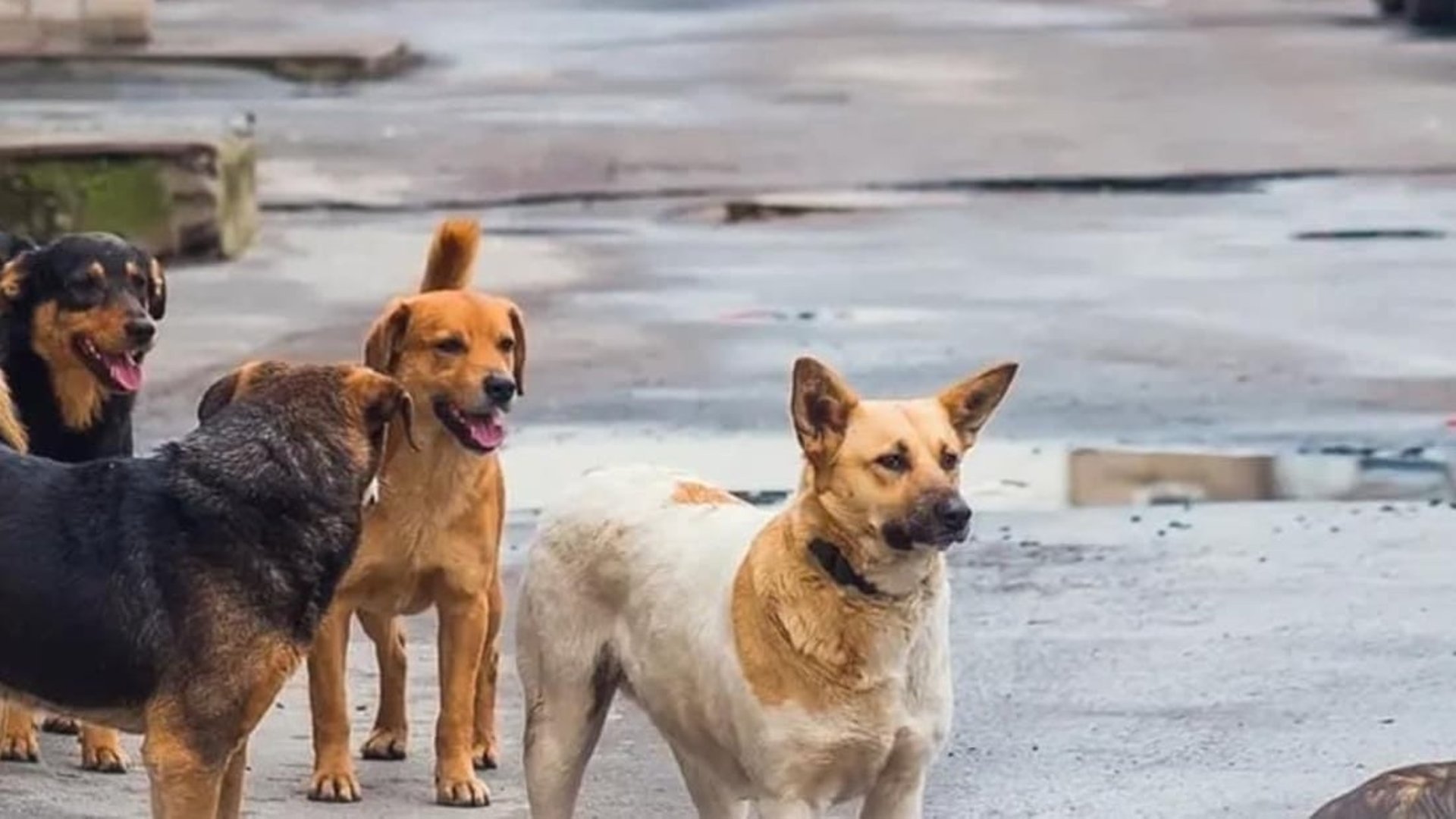 Stray dogs in Al-Ghadeer village prompts calls for humane control ...