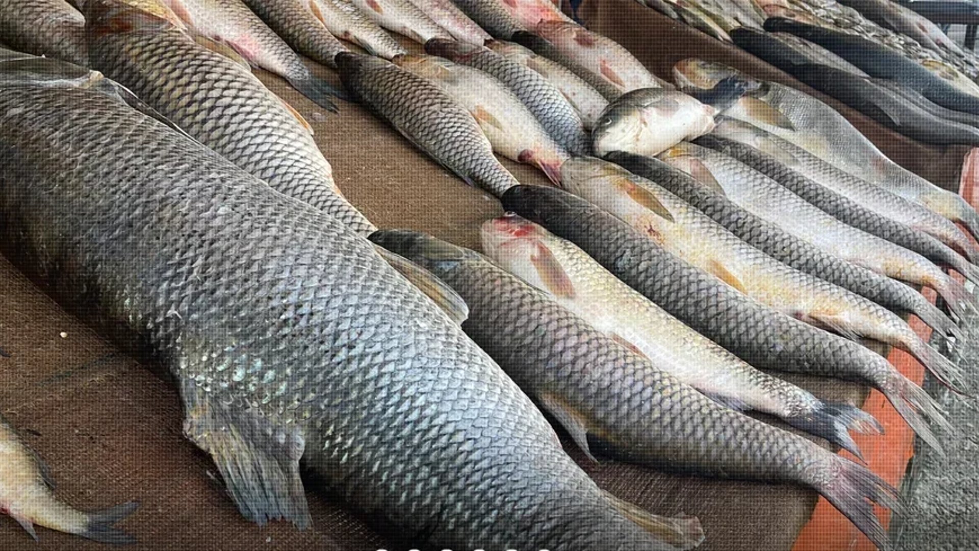 Fish prices spike in Duhok following closure of fish ponds » 964media