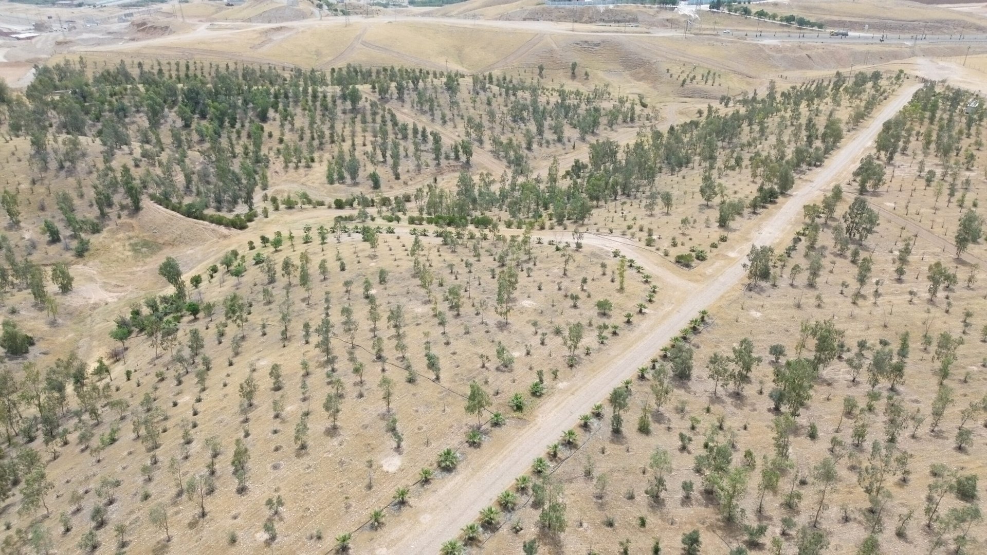 Neglect and lack of irrigation push Kalar’s Hazhar Forest toward deterioration » 964media