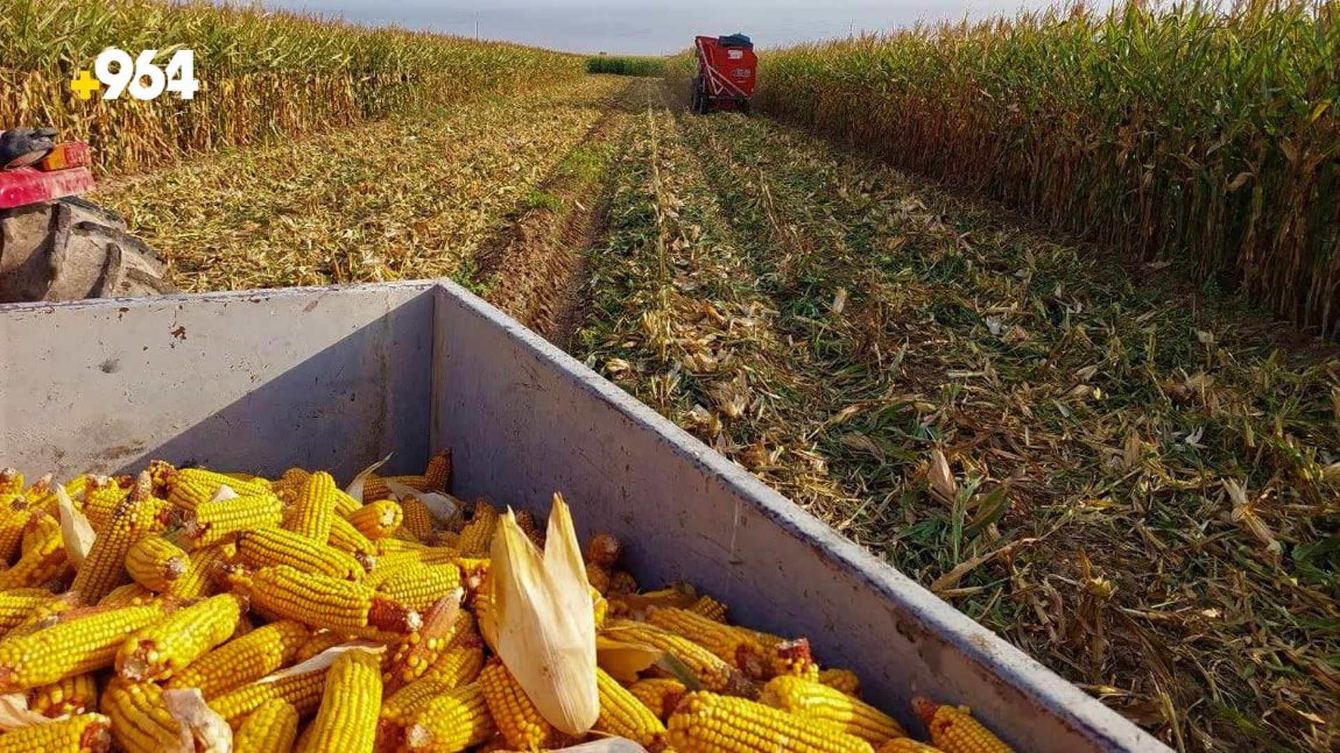 Significant increase in yellow corn production in Kurdistan region ...