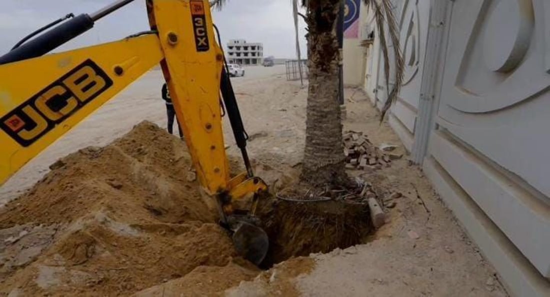 Basra municipality defends palm tree removal amid red weevil ...