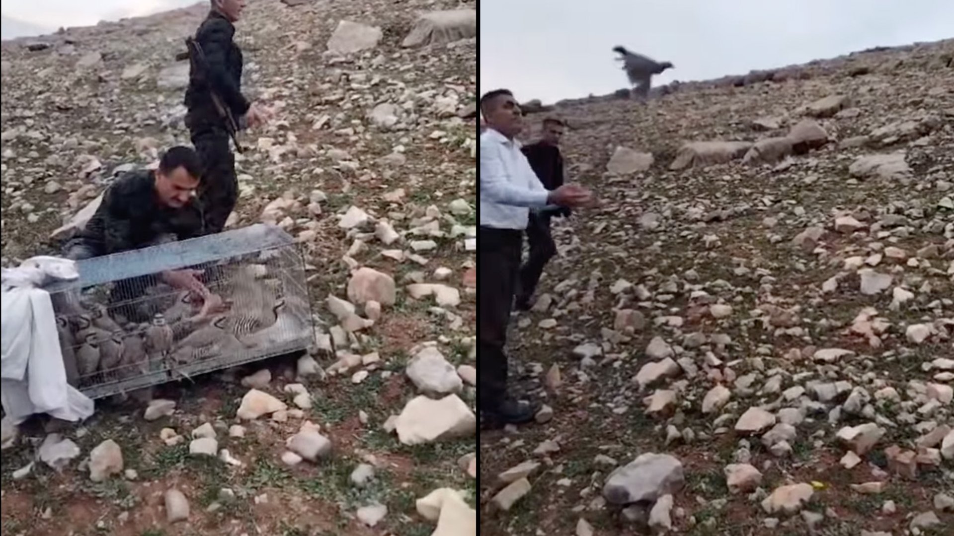 Dozens of captive partridges released into the wild in Raparin as part ...