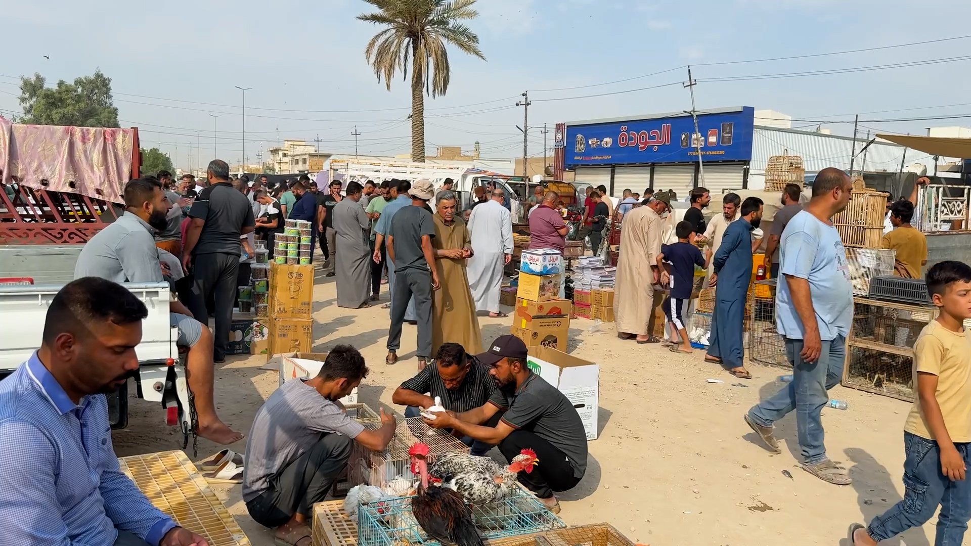 Roosters in demand as Kurdistan Region restaurants turn to Diyala’s ...