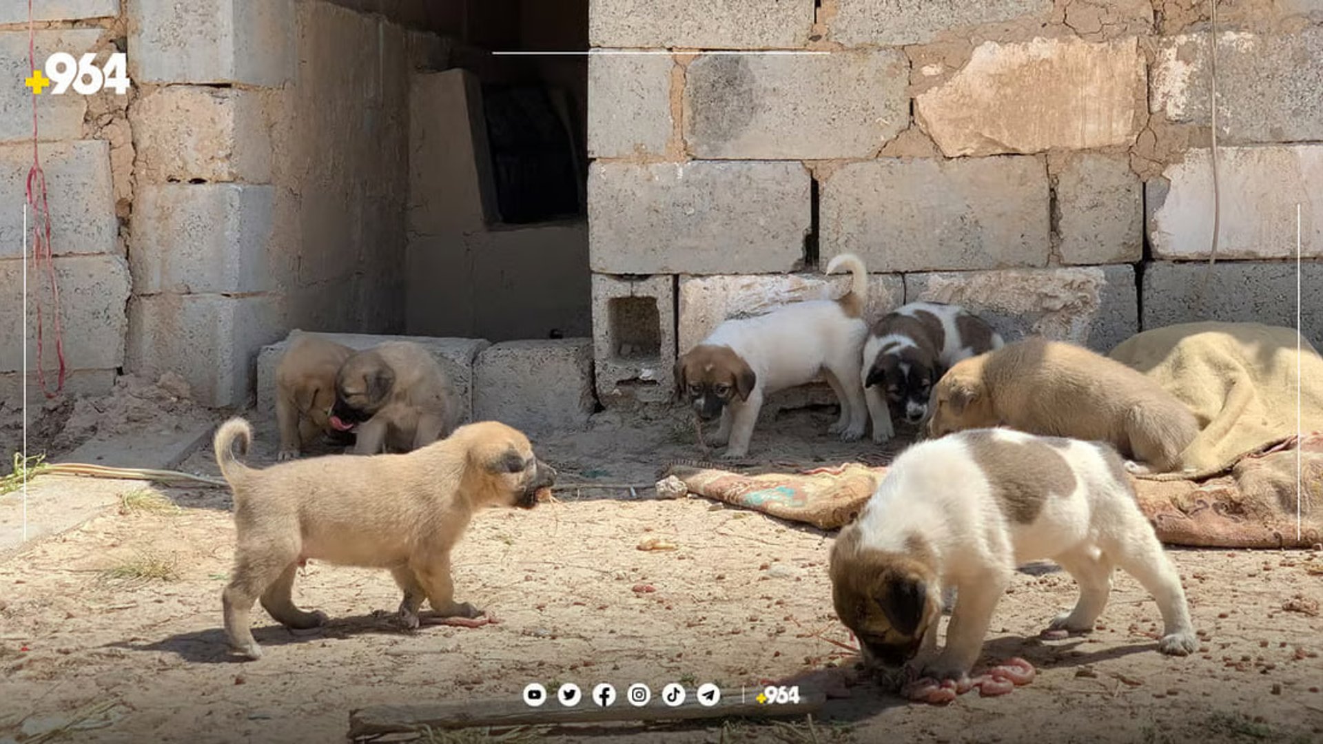 Animal rights organization in Erbil demands better conditions for ...