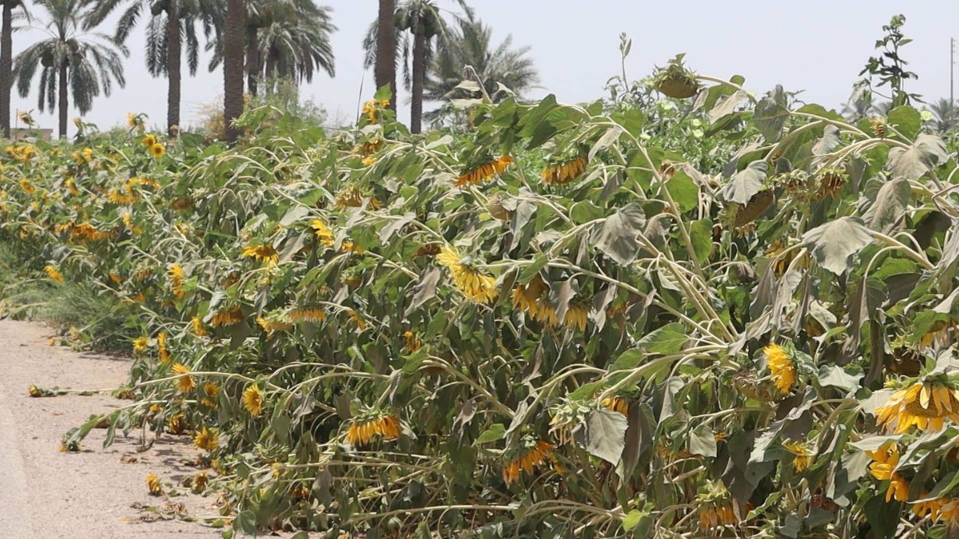 Sunflower farming declines sharply in Salah al-Din amid drought, lack ...