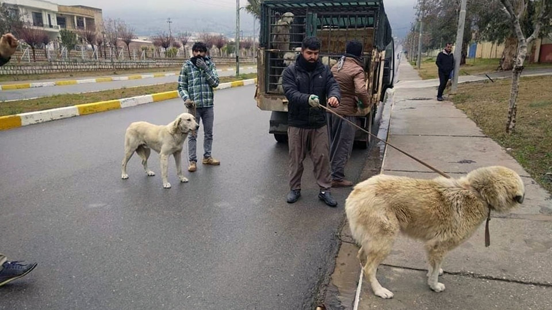 Stray Koya dogs to be sent to Erbil shelter » 964media