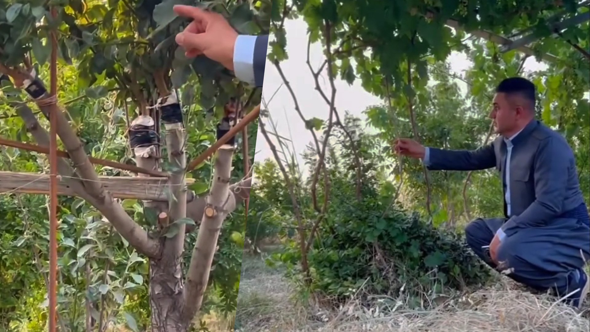 Farmer grafts 7 grape varieties onto single vine using cement sack ...