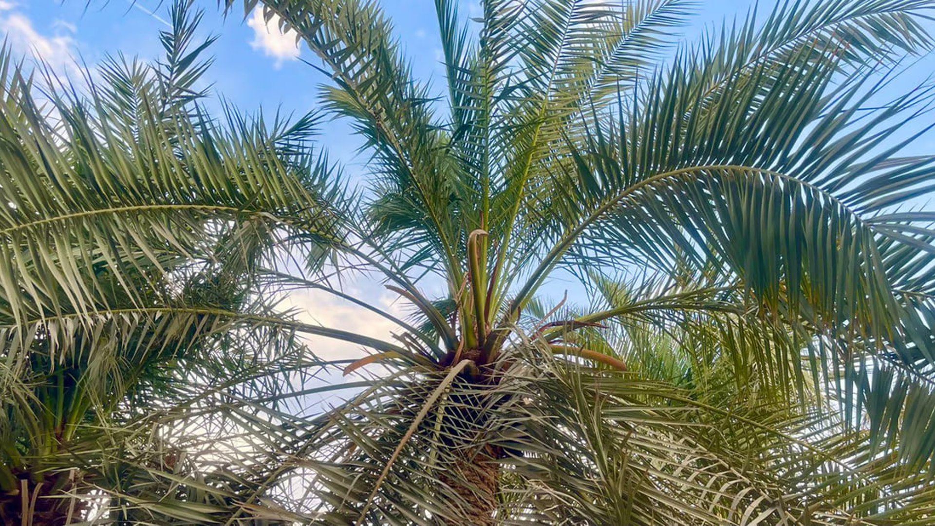 Early blossoms in Basra palms raise hopes for fruitful season, water ...