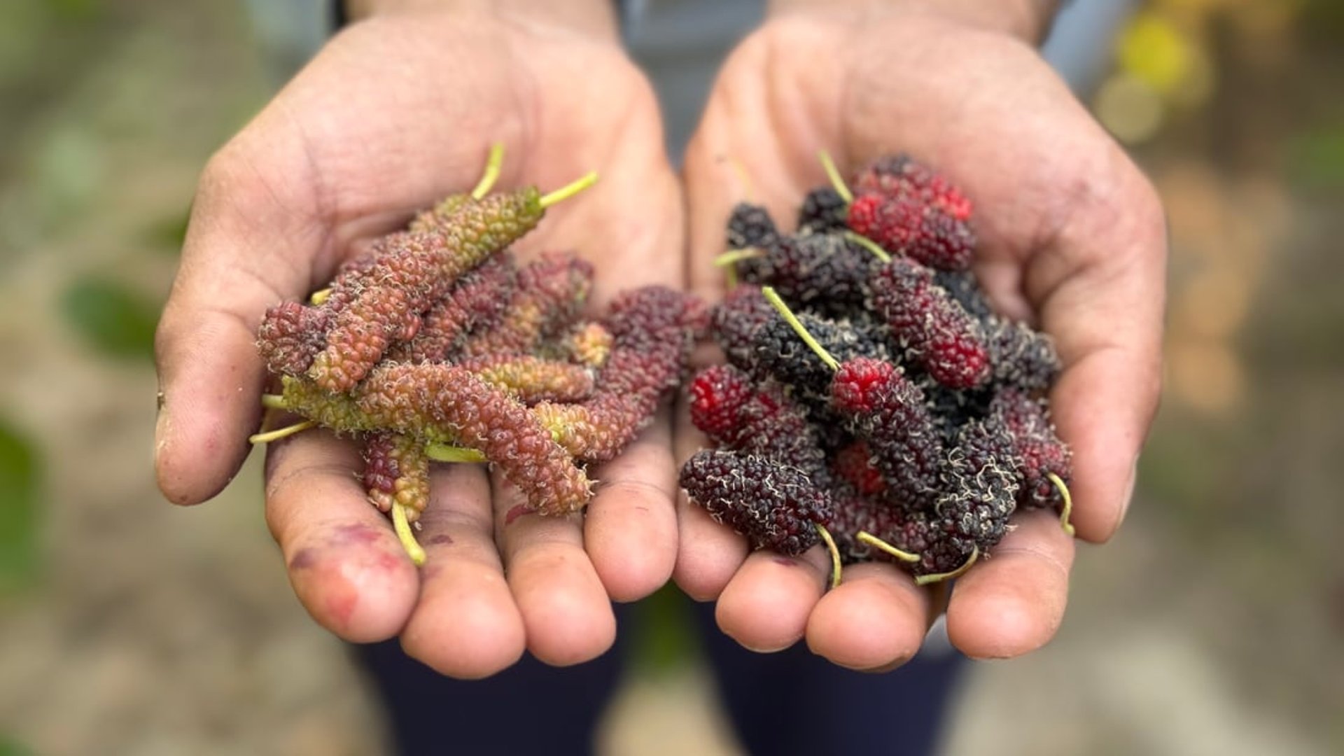 Mulberry harvest begins in Najaf’s ‘City of Amber’ » 964media