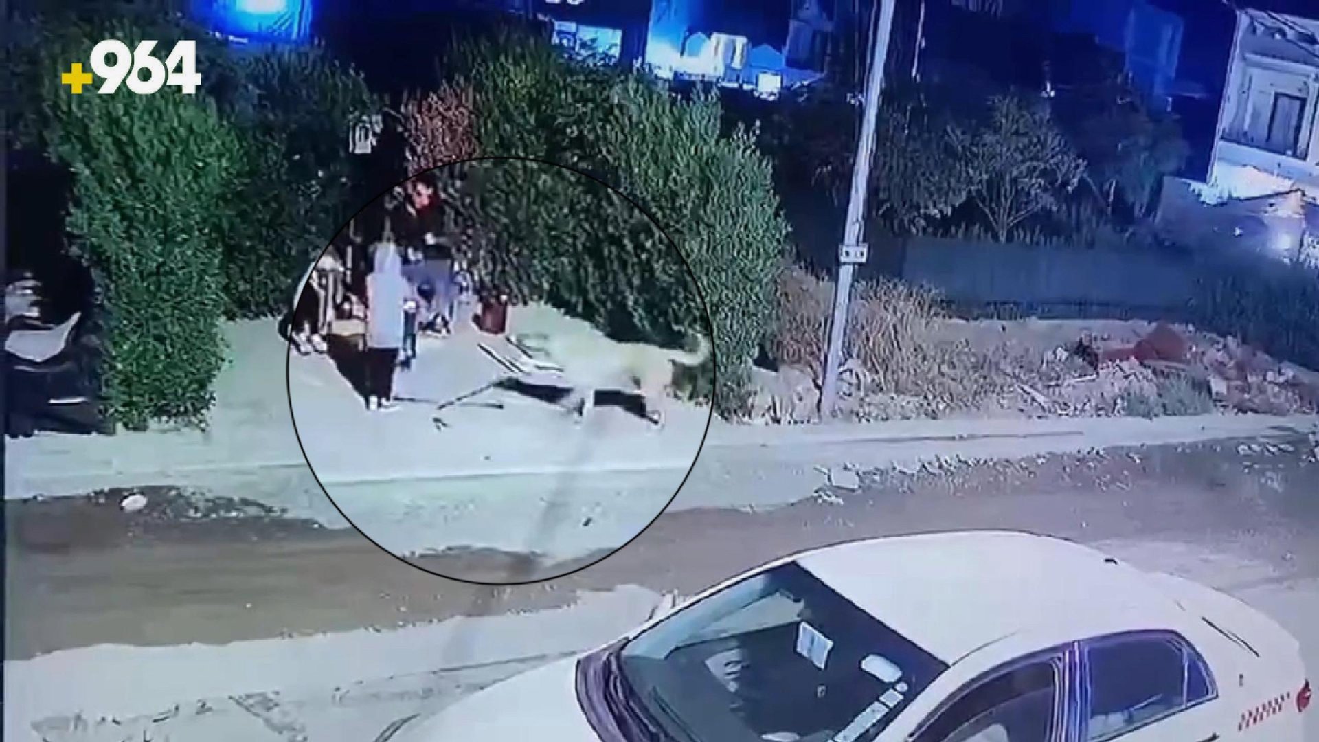 Five-year-old girl attacked by stray dog, sparking concerns over Erbil ...