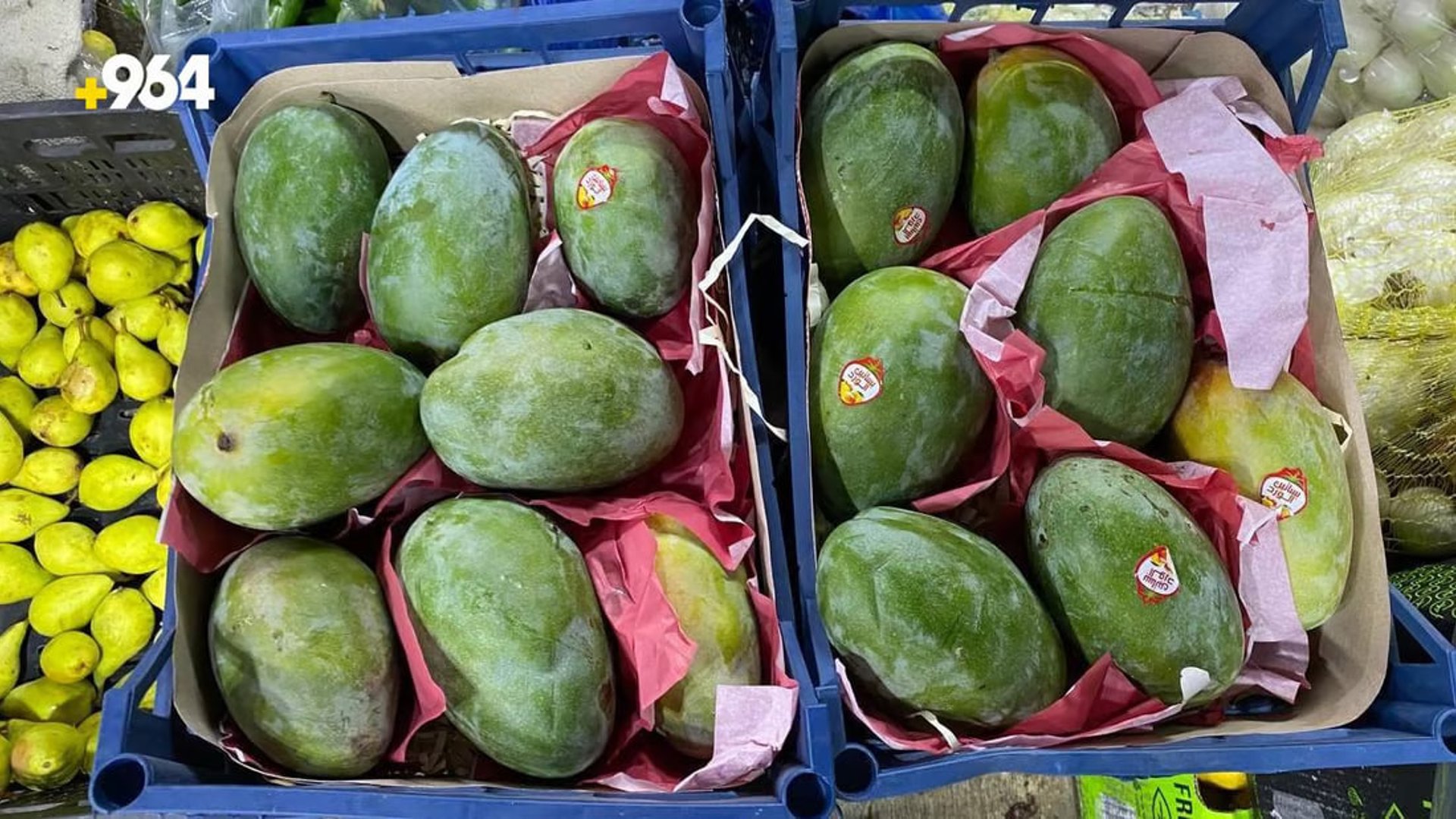 First shipment of mangoes from Lebanon arrives in Nasiriyah’s markets ...