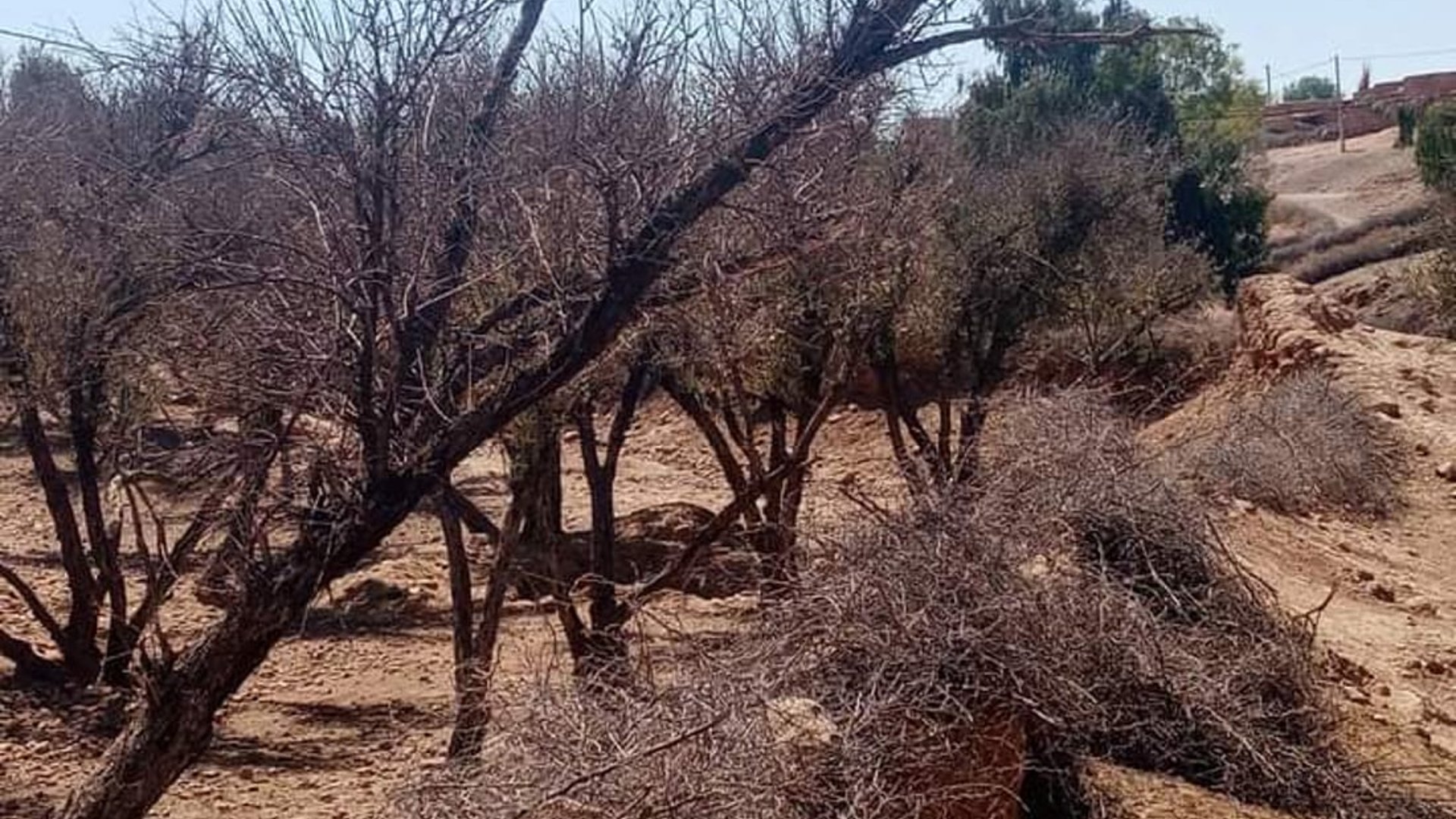 Iraq loses one million trees in two years, Green Iraq Observatory says ...