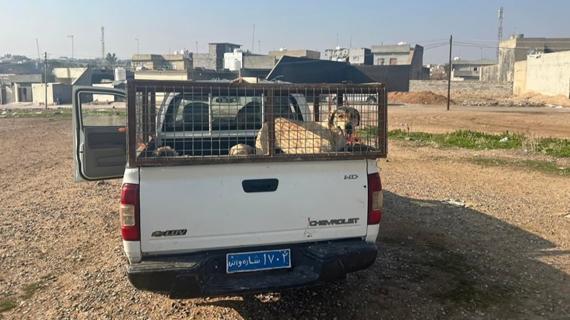 Erbil municipality intensifies campaign to capture and shelter stray ...
