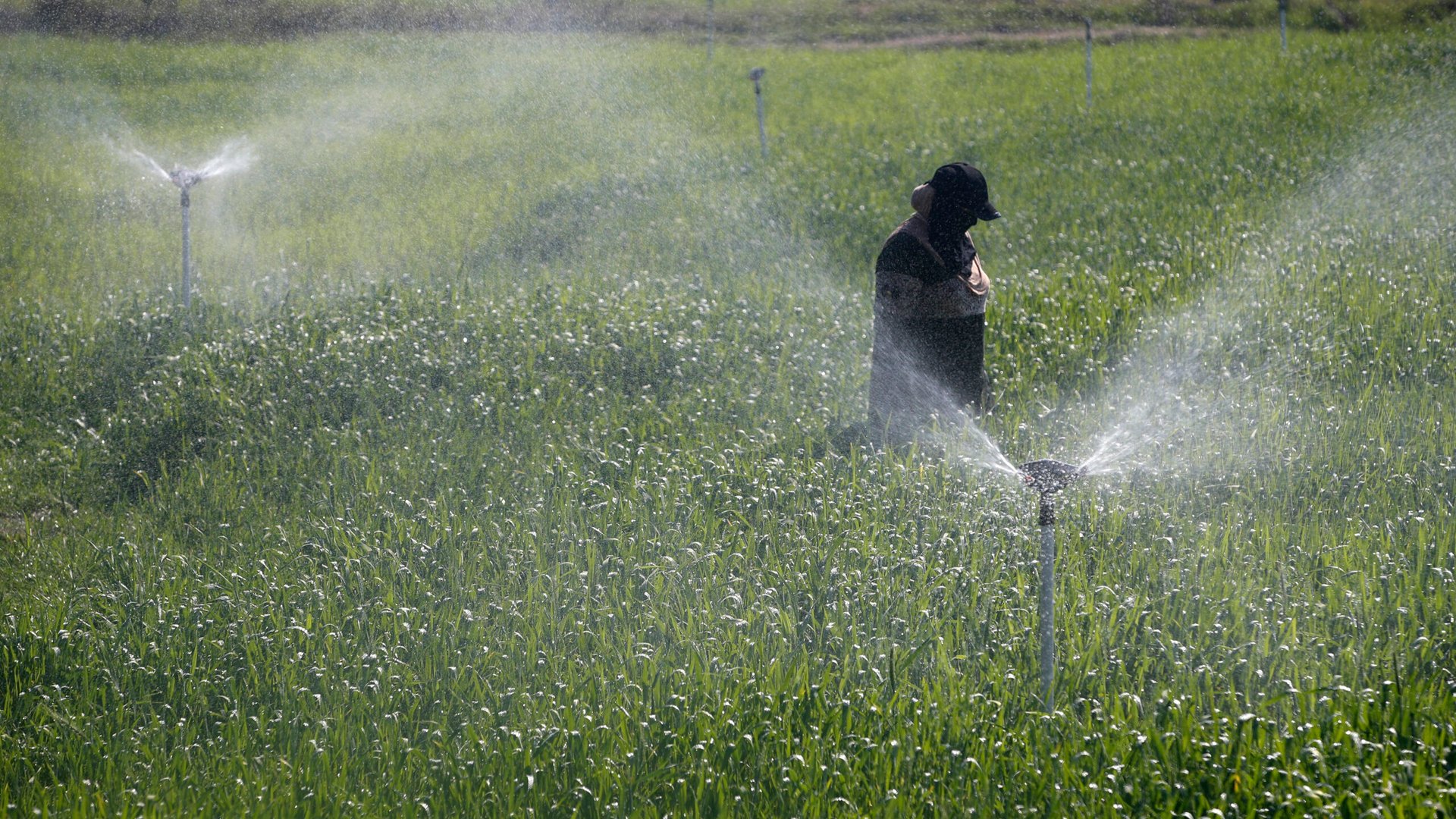 Iraqi farmers see hope with water-saving irrigation techniques amid ...