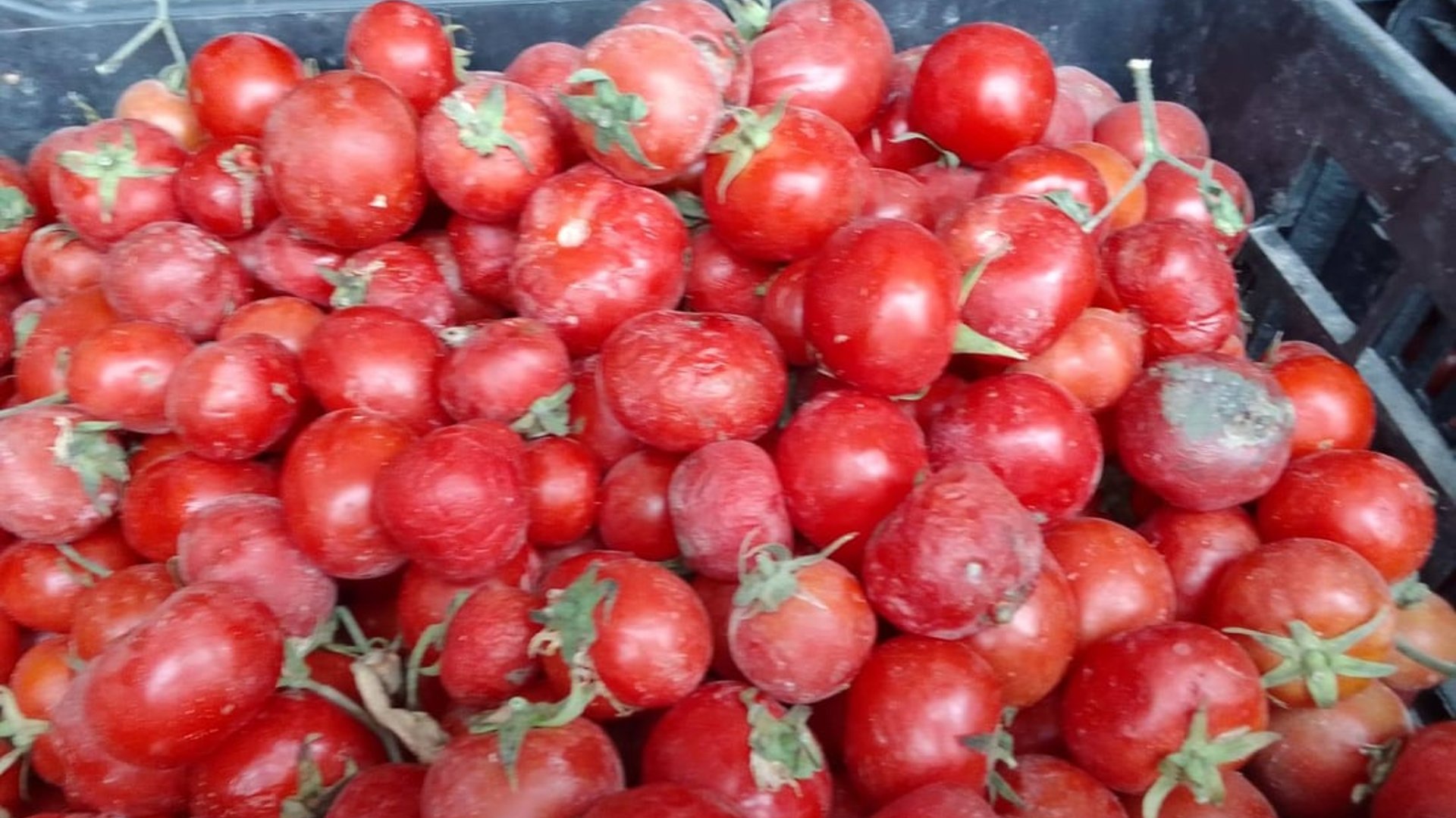 Kalar authorities confiscate and destroy shipment spoiled tomatoes