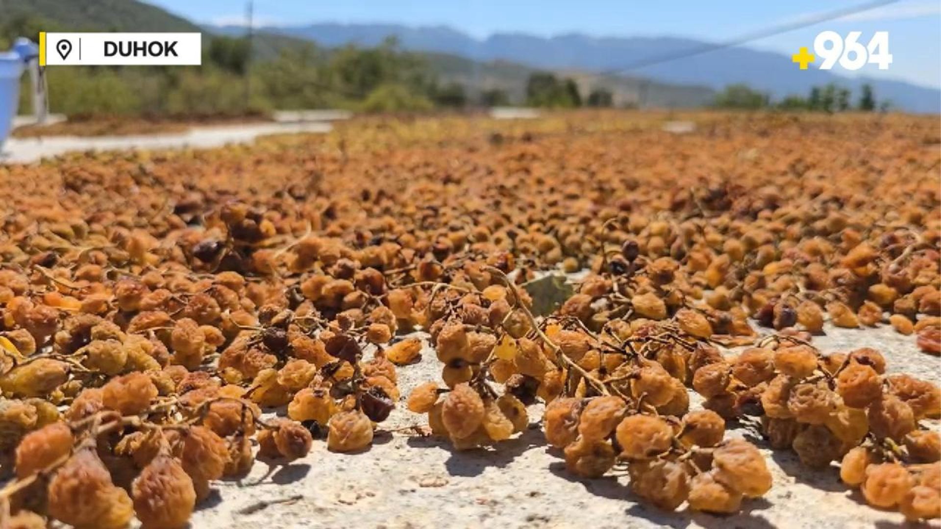 Farmers in Batifa dry grape harvest despite challenges of conflict ...