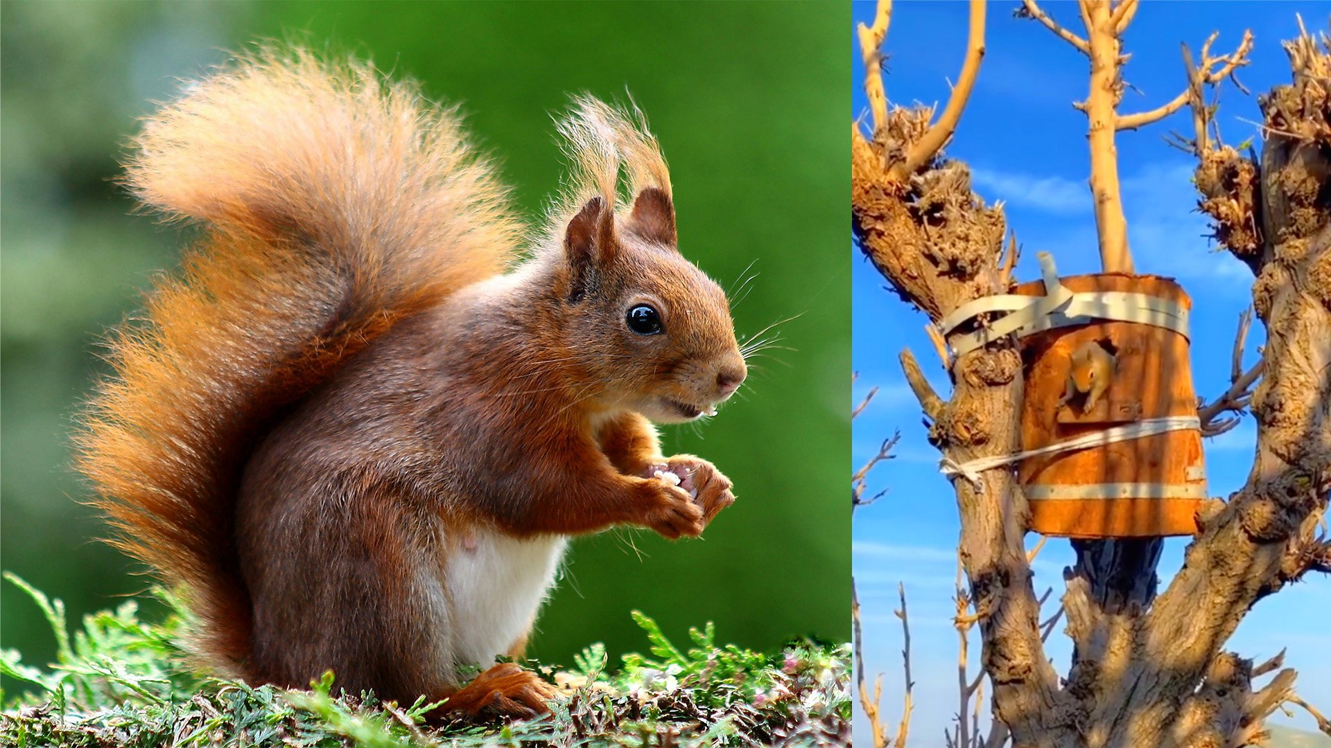Residents in Soran protect squirrels to support biodiversity » 964media