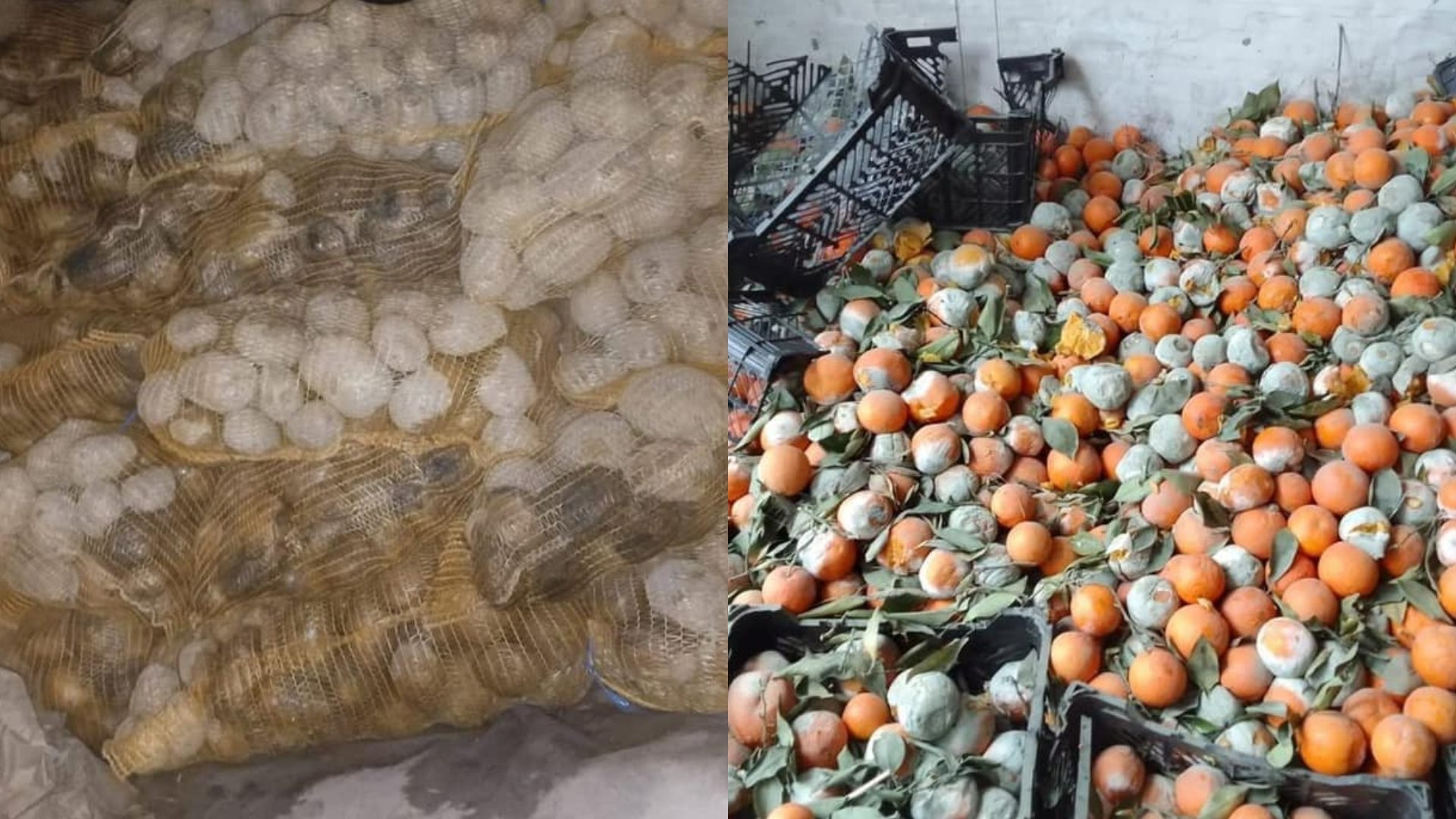 Kalar checkpoint seizes 32 tons of spoiled produce in 2025 » 964media