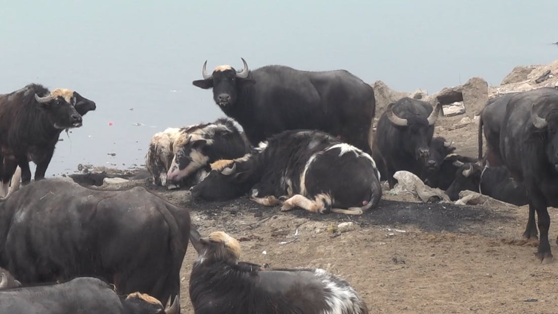 More than 650 livestock dead in Iraq amid foot-and-mouth disease ...
