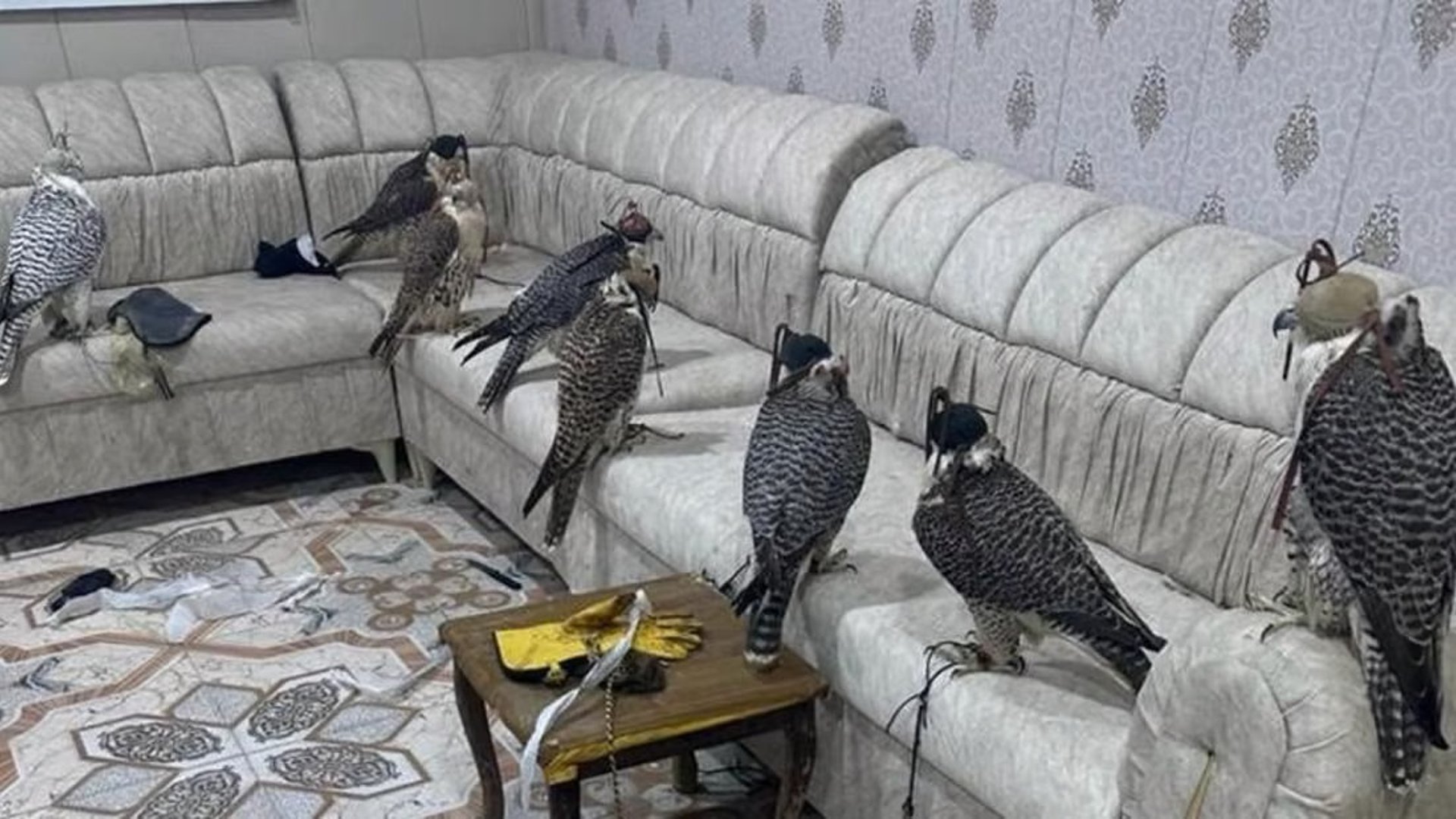 Border authority seizes smuggled falcons at Safwan crossing