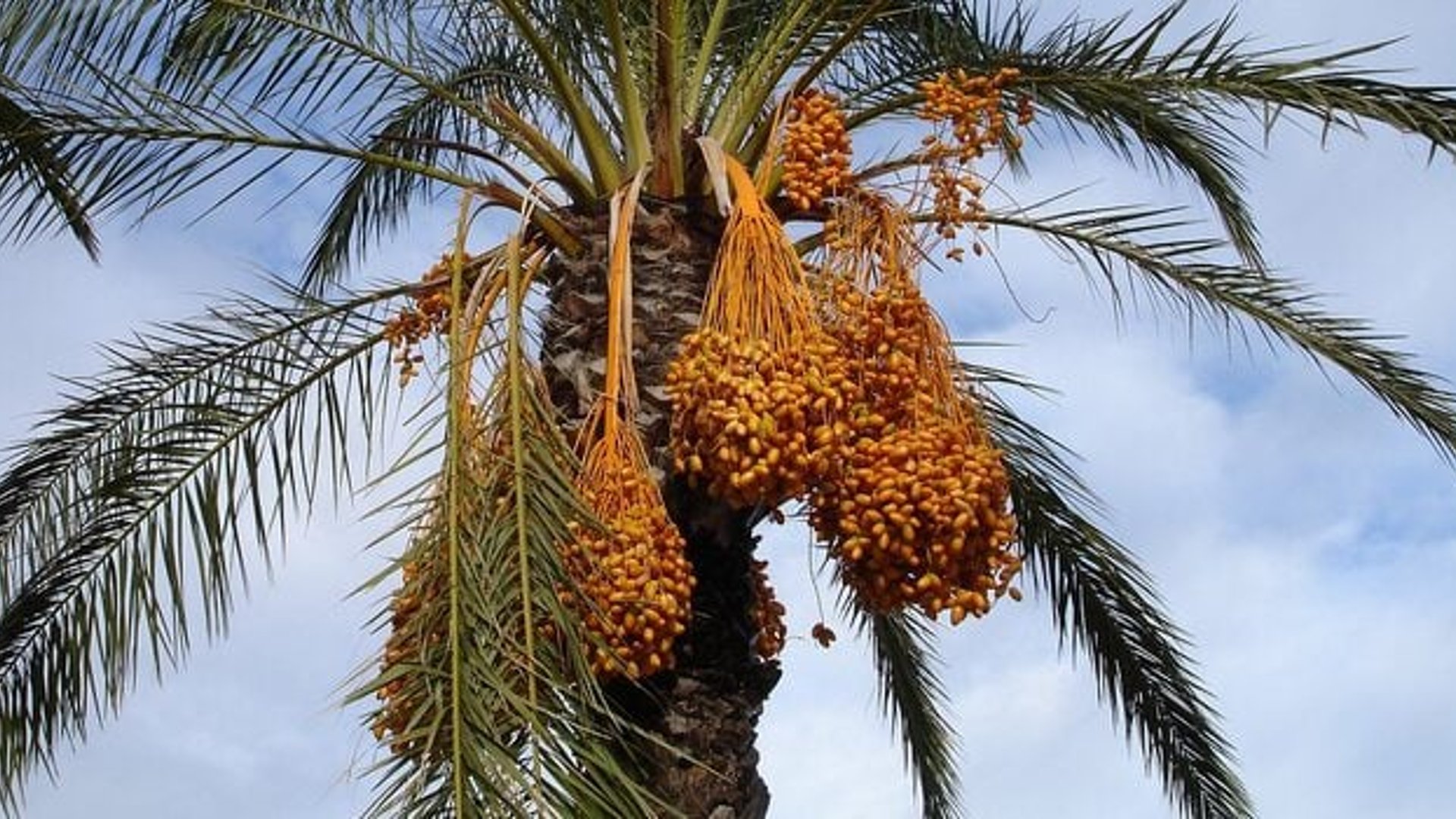 Iraq date exports dip slightly in 2024 as production lags behind forecasts