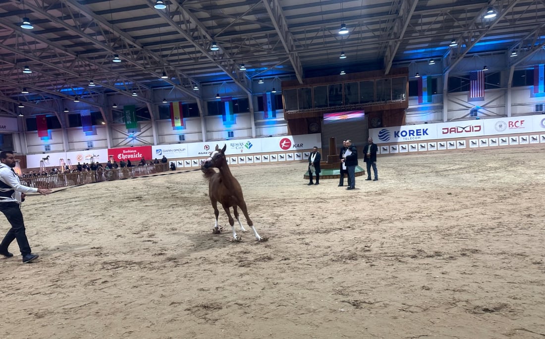 Erbil Equestrian Club hosts Arabian horse championship » 964media