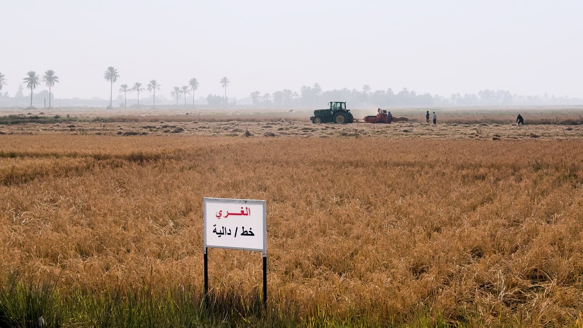 Agricultural breakthrough achieved with new drought-resistant rice ...