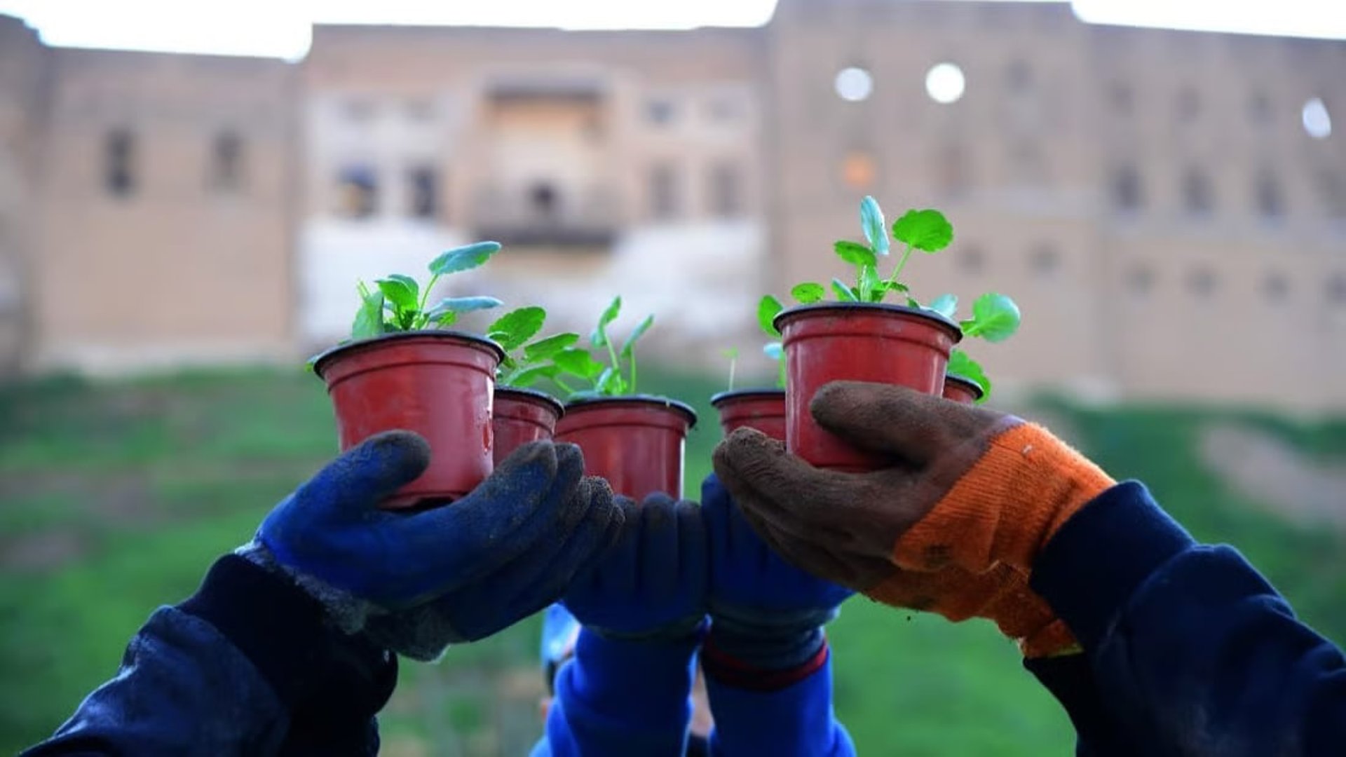 Erbil launches major flower planting campaign » 964media