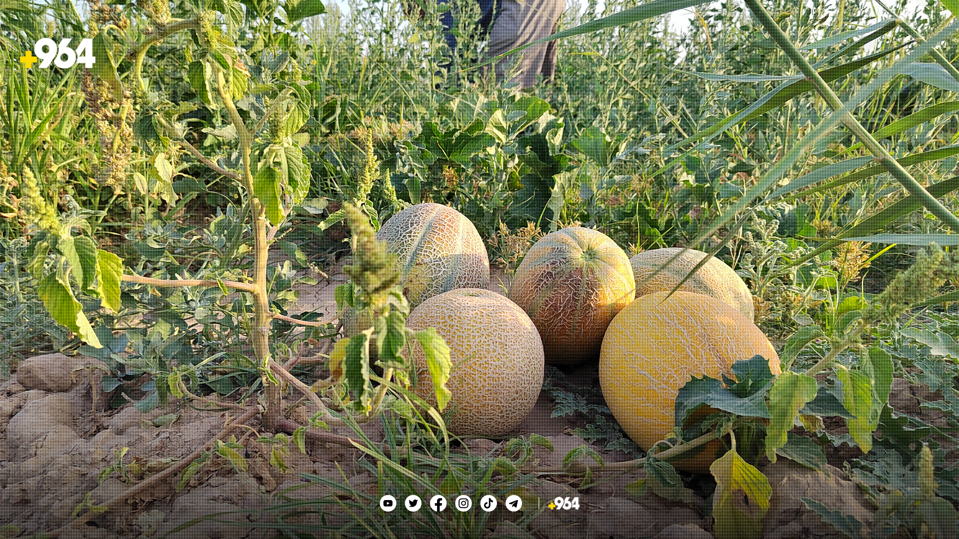 مارکێتە فرێشەکەی گەرمیان ببینە » +964