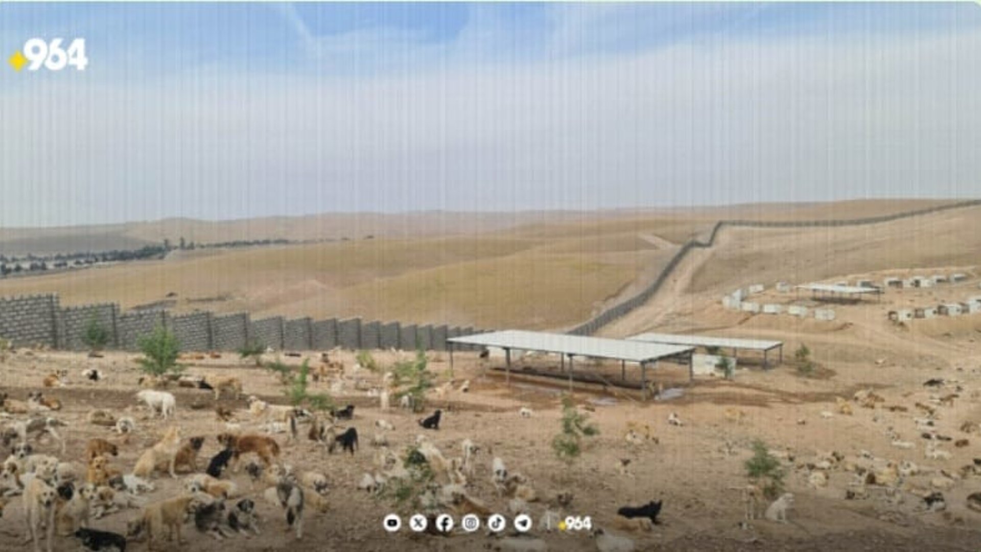 Erbil to upgrade stray dog shelter following criticism » 964media